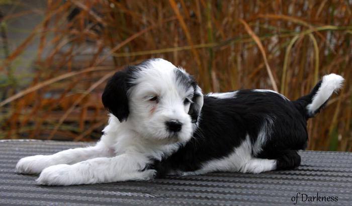 Photo Gallery :: Zestodulek