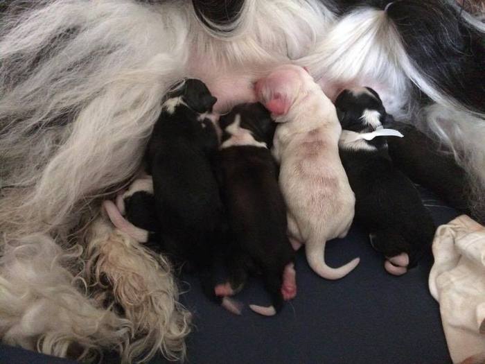 Štěňata :: Zestodulek