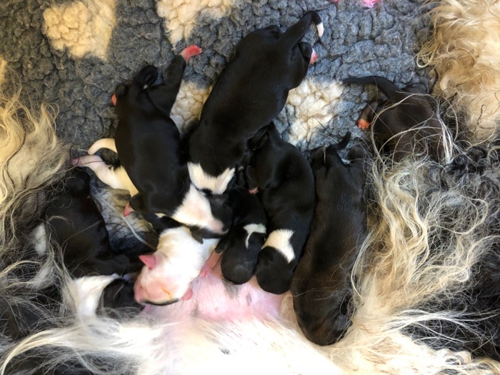 Litter D :: Zestodulek