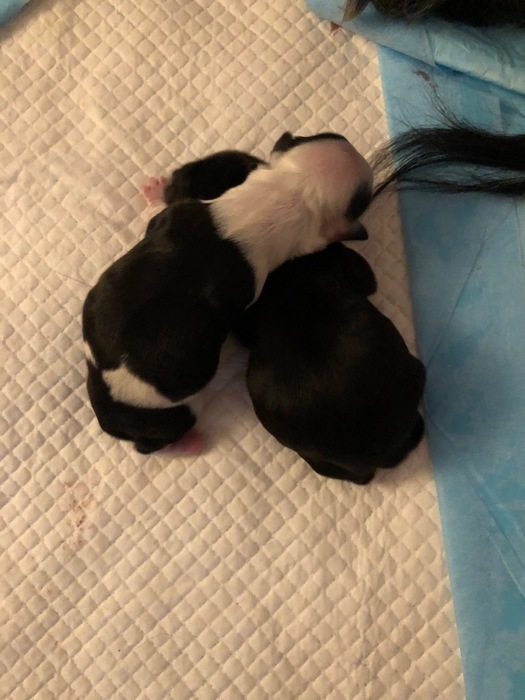 Litter E :: Zestodulek