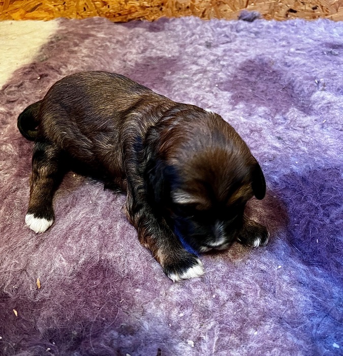 Litter F :: Zestodulek